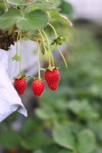 Beware the Fools of April | Bright Flash Literary Review
